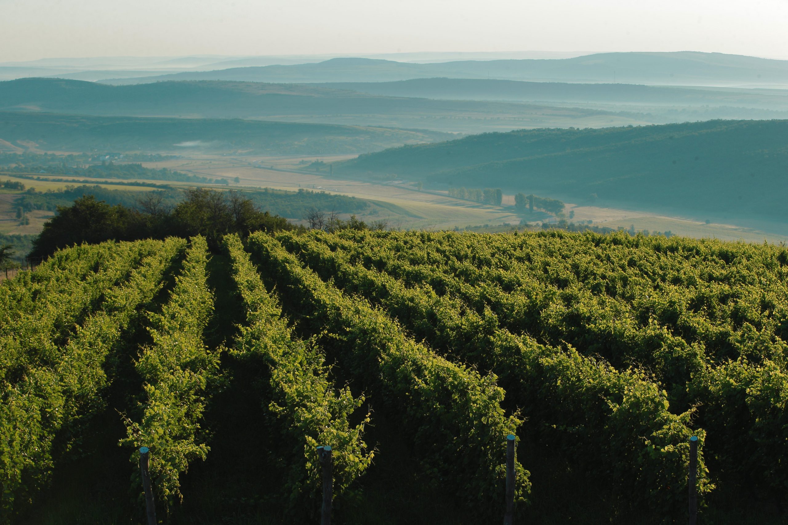 Codru PGI - Wine of Moldova