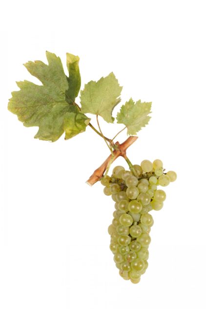 International Grape Varieties - Wine of Moldova