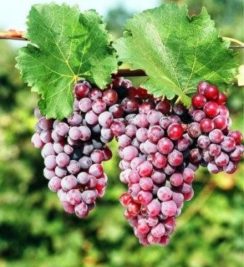 Local Grape Varieties - Wine of Moldova