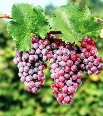 Local Grape Varieties - Wine of Moldova
