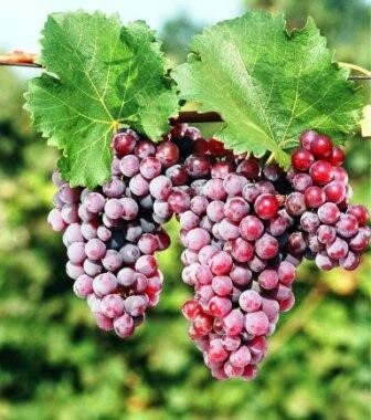 Soiuri de struguri - Wine of Moldova