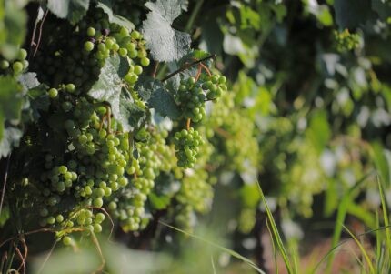 Moldovan Wine - Wine of Moldova
