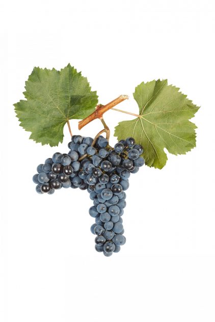 International Grape Varieties - Wine of Moldova