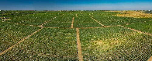 Local Grape Varieties - Wine of Moldova
