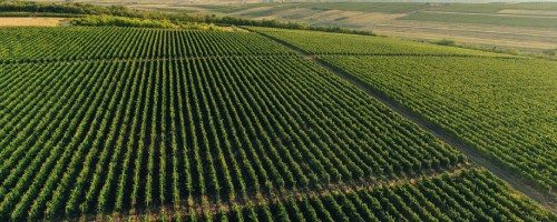 Local Grape Varieties - Wine of Moldova