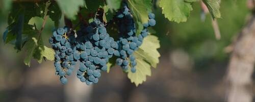 Milestii Mici - Wine of Moldova