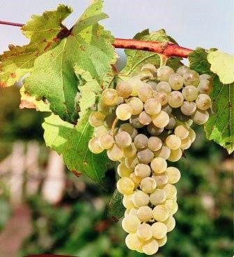 Local Grape Varieties - Wine of Moldova