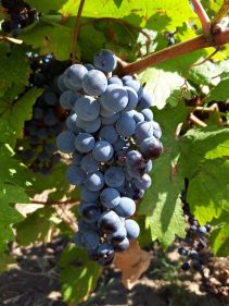 Local Grape Varieties - Wine of Moldova