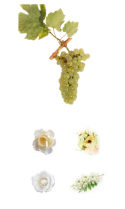 Local Grape Varieties - Wine of Moldova