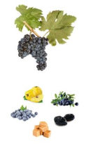 Local Grape Varieties - Wine of Moldova