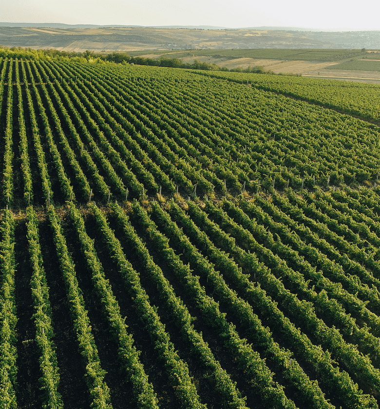 Crama Mircesti - Wine of Moldova