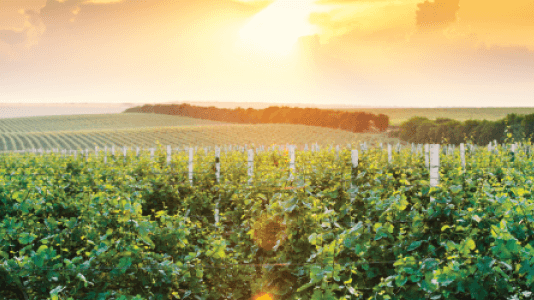 Codru PGI - Wine of Moldova